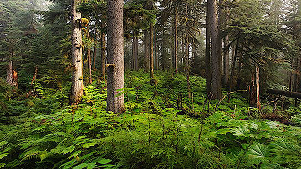 Alaska rainforests under Trump attack - Save One Tree - Help to save ...